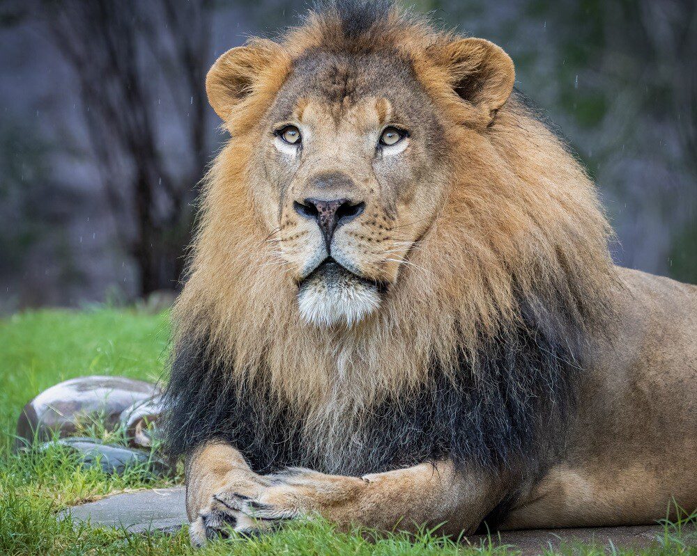 25 years of enriching community life: Phoenix Zoo - Nina Mason Pulliam ...